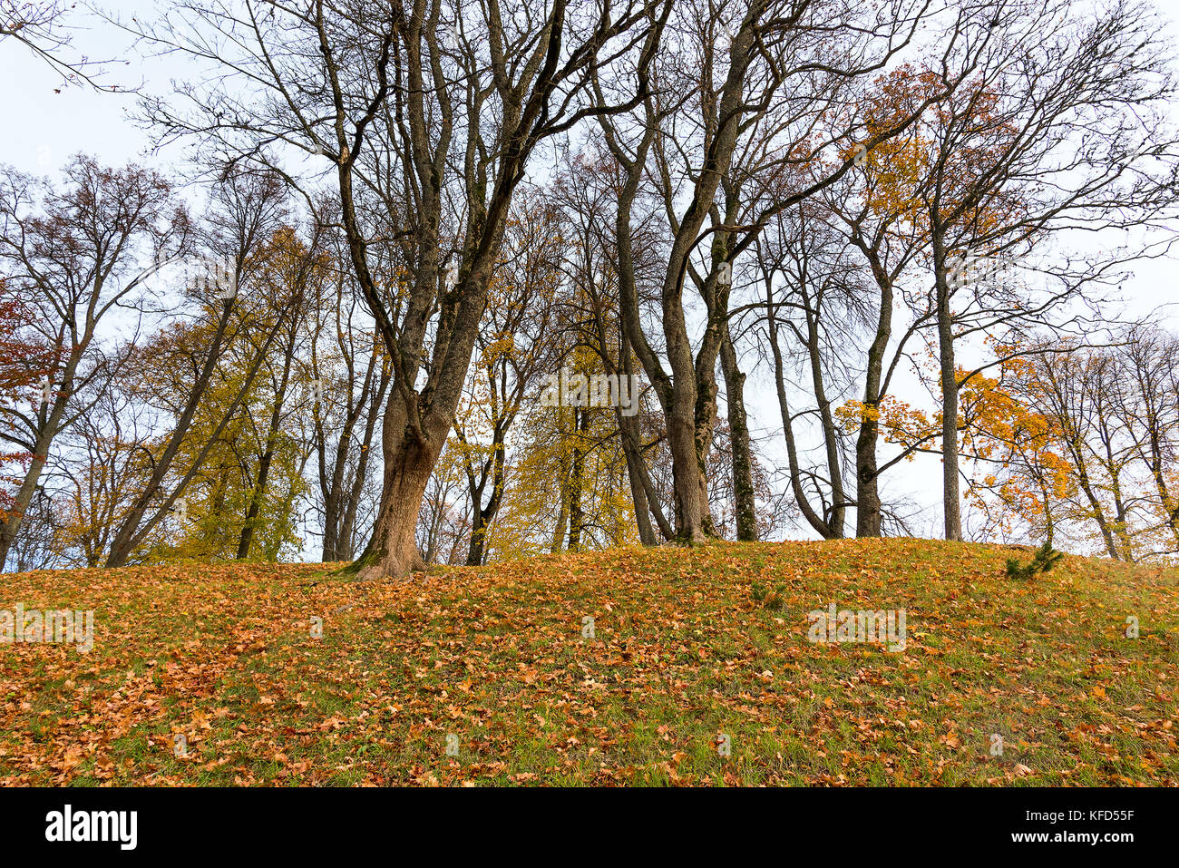 Leaves under trees hi-res stock photography and images - Alamy