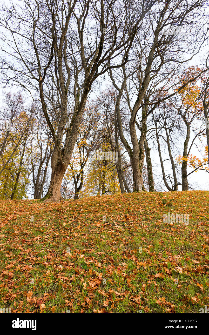 Yellow leaves under trees in park Stock Photo - Alamy