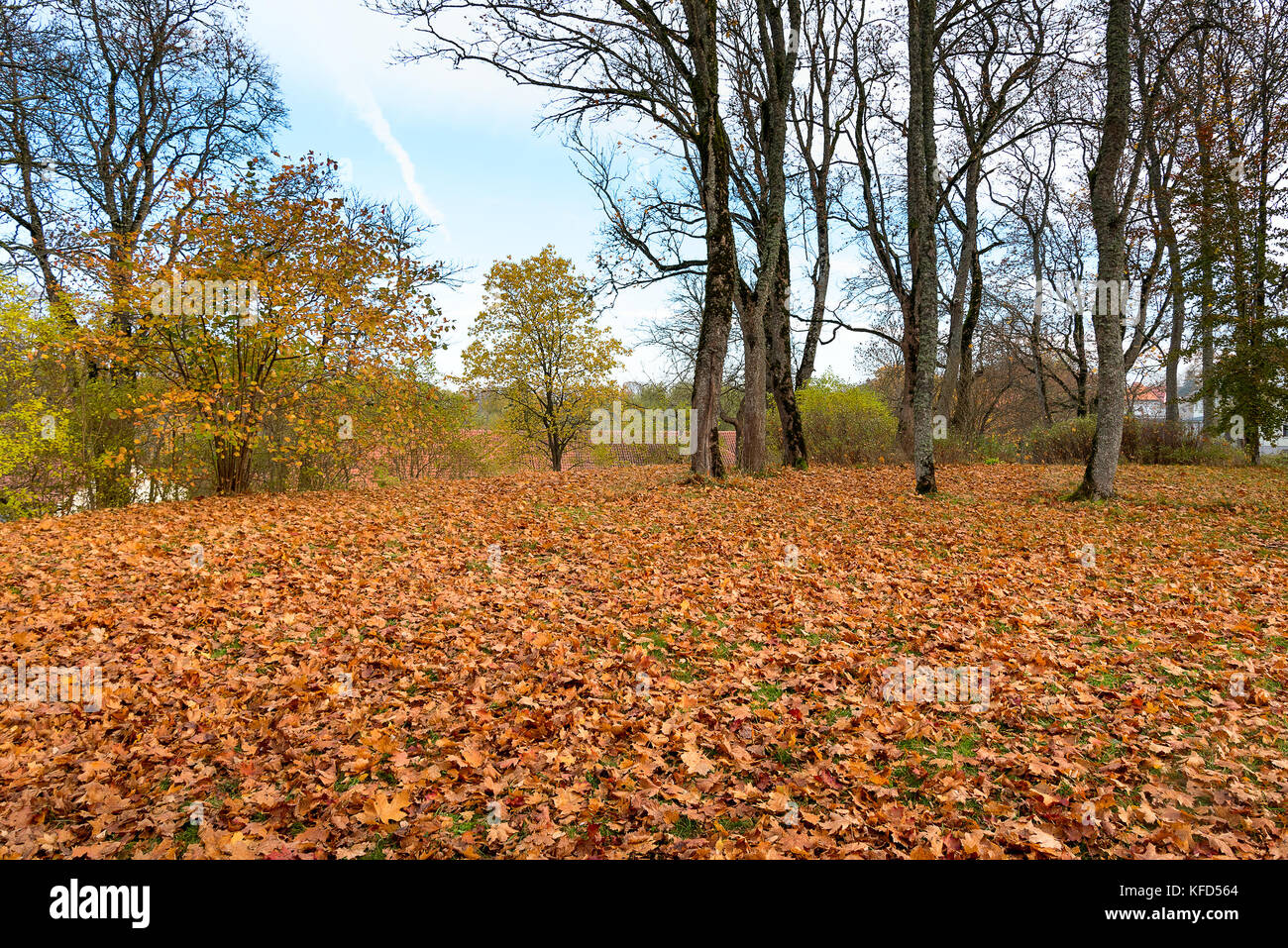 Leaves Under Trees High Resolution Stock Photography and Images - Alamy