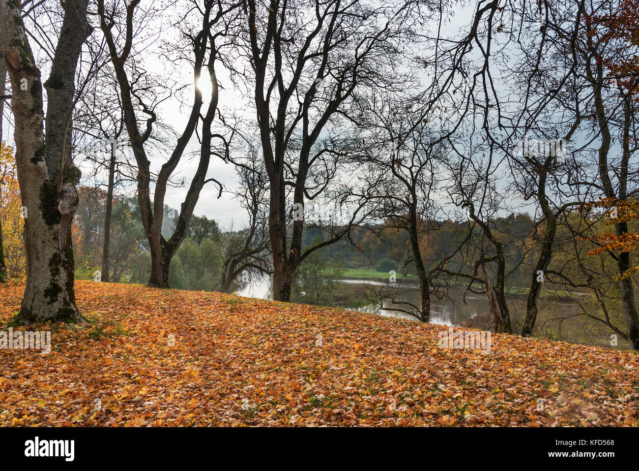 Yellow leaves under trees in park Stock Photo - Alamy