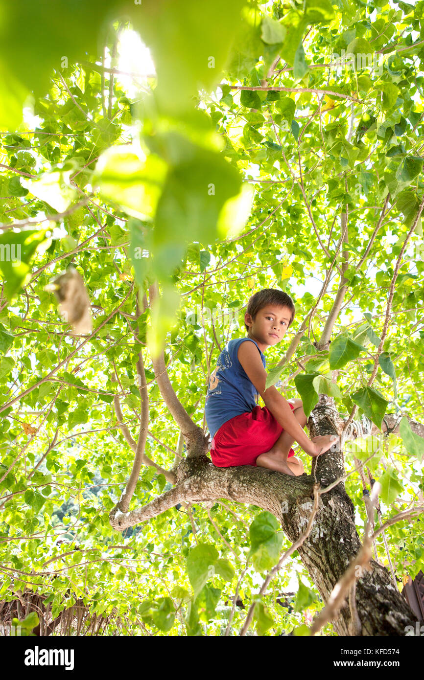 FRENCH POLYNESIA, Tahaa Island. Kids playing and climbing a tree Stock ...
