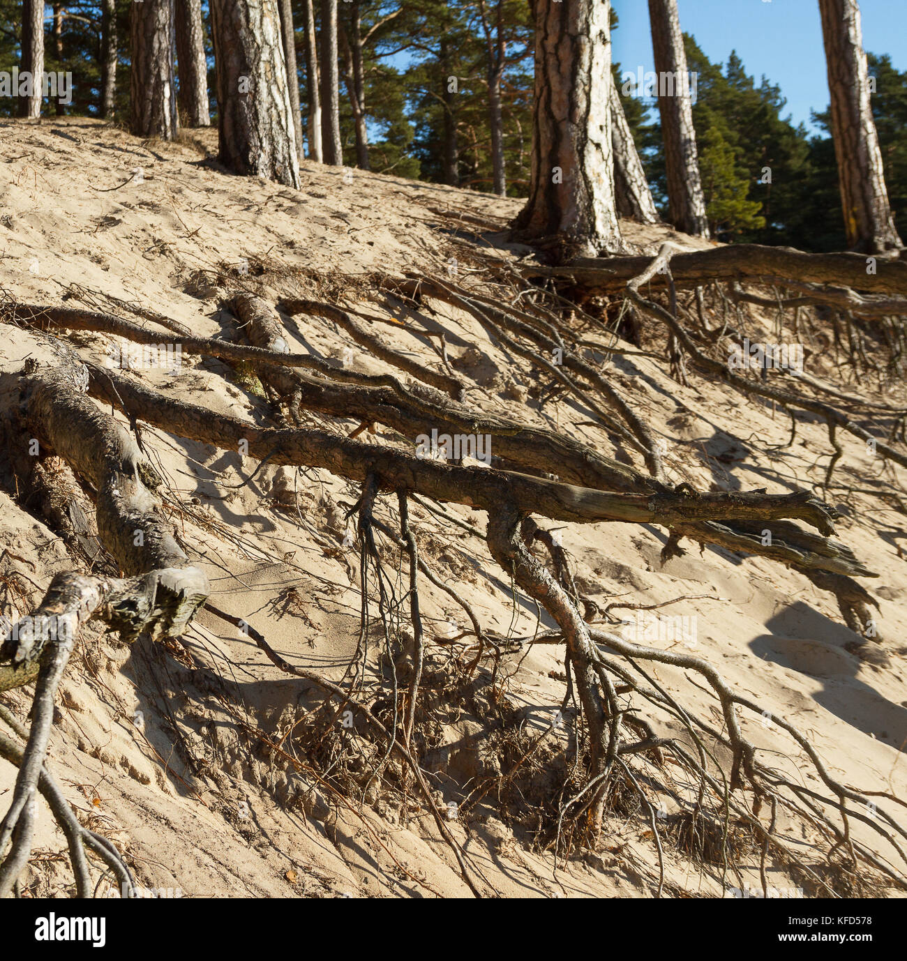 Growing pine trees on a hill with big roots Stock Photo - Alamy