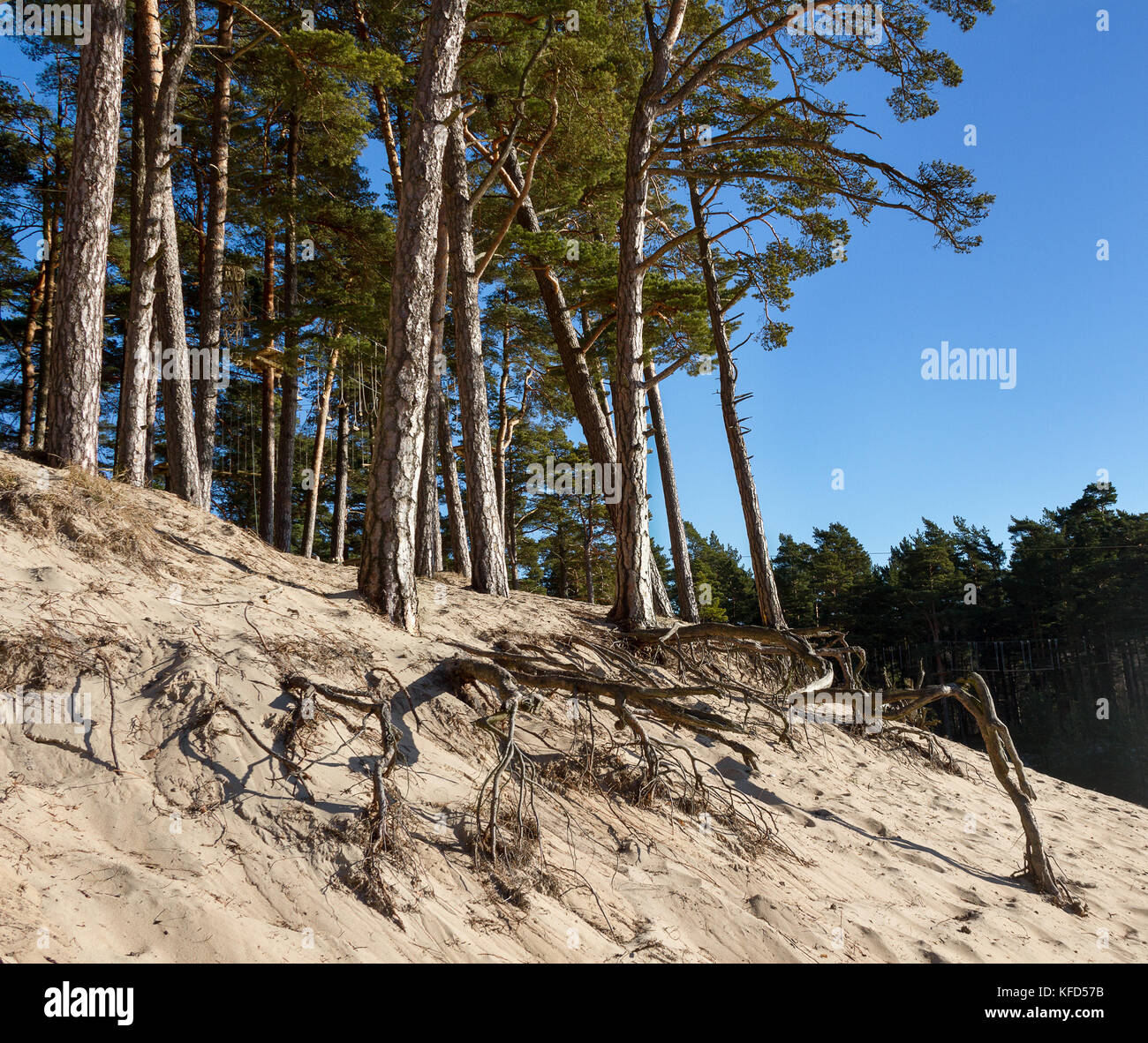 Growing pine trees on a hill with big roots Stock Photo - Alamy