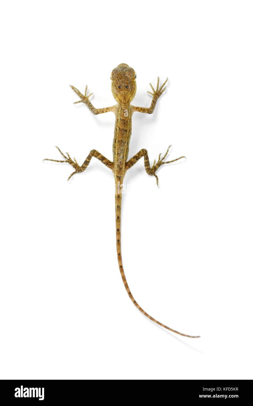 Agamid lizard asia Cut Out Stock Images & Pictures - Alamy