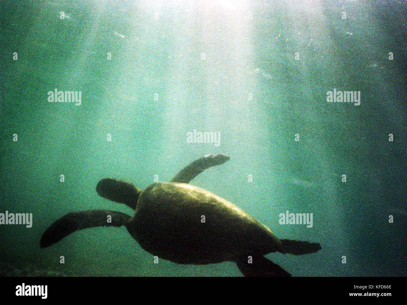 MEXICO, Baja, Magdalena Bay, Pacific Ocean, a turtle seen underwater ...