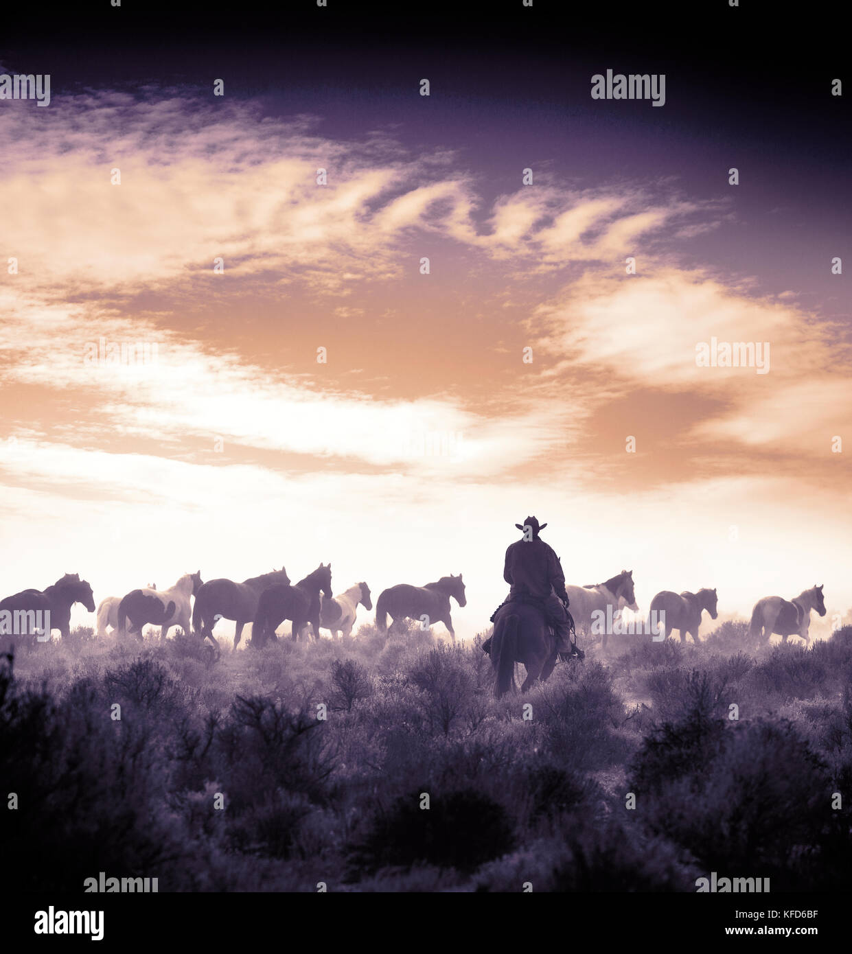 USA, Nevada, Wells, cowboy and wrangler Clay Nannini out early herding ...