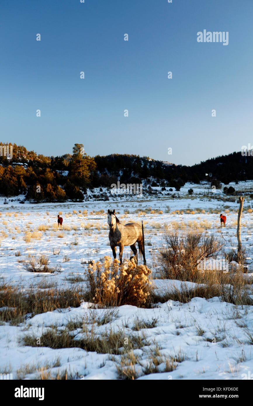 USA, New Mexico, horses in Carson National Park Stock Photo - Alamy