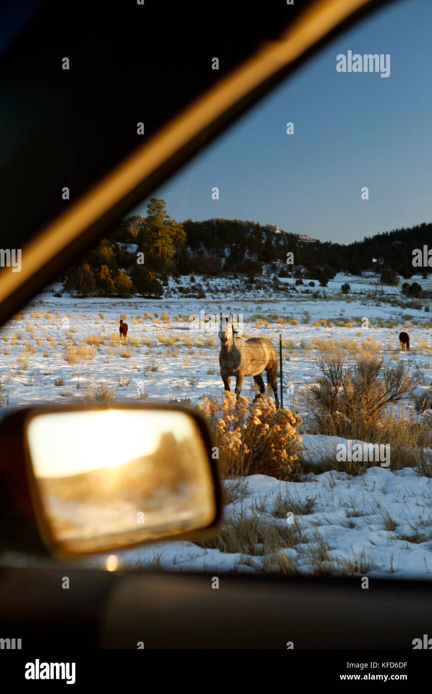 USA, New Mexico, horses in Carson National Park Stock Photo - Alamy