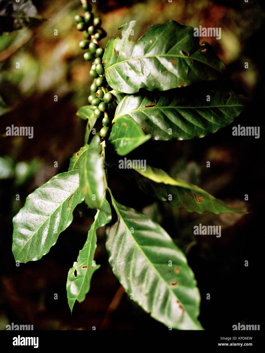 NICARAGUA, Selva Negra, coffee growing on trees in the mountain region ...