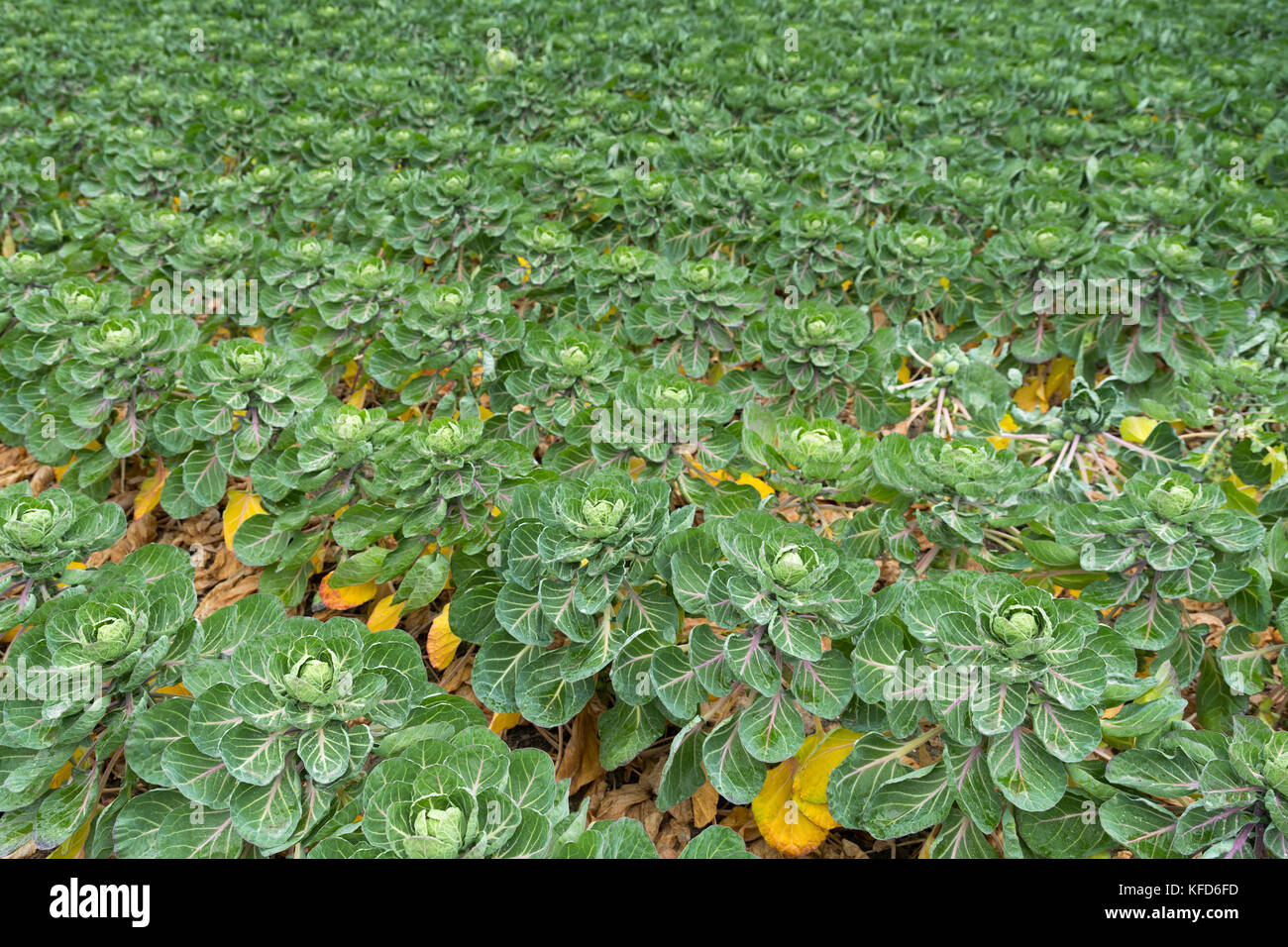 brussel sprout field in the netherlands Stock Photo - Alamy