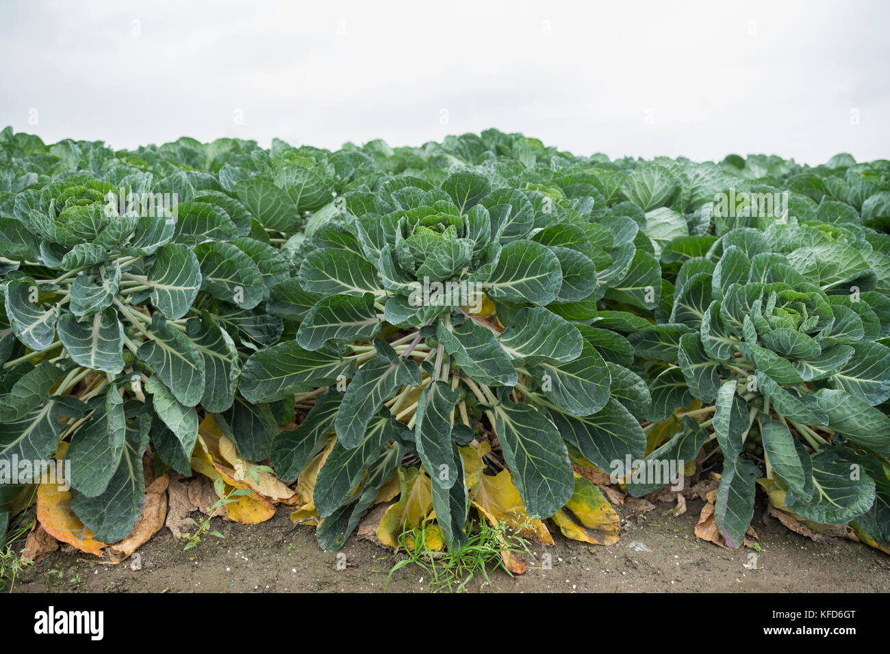 brussel sprout field in the netherlands Stock Photo - Alamy