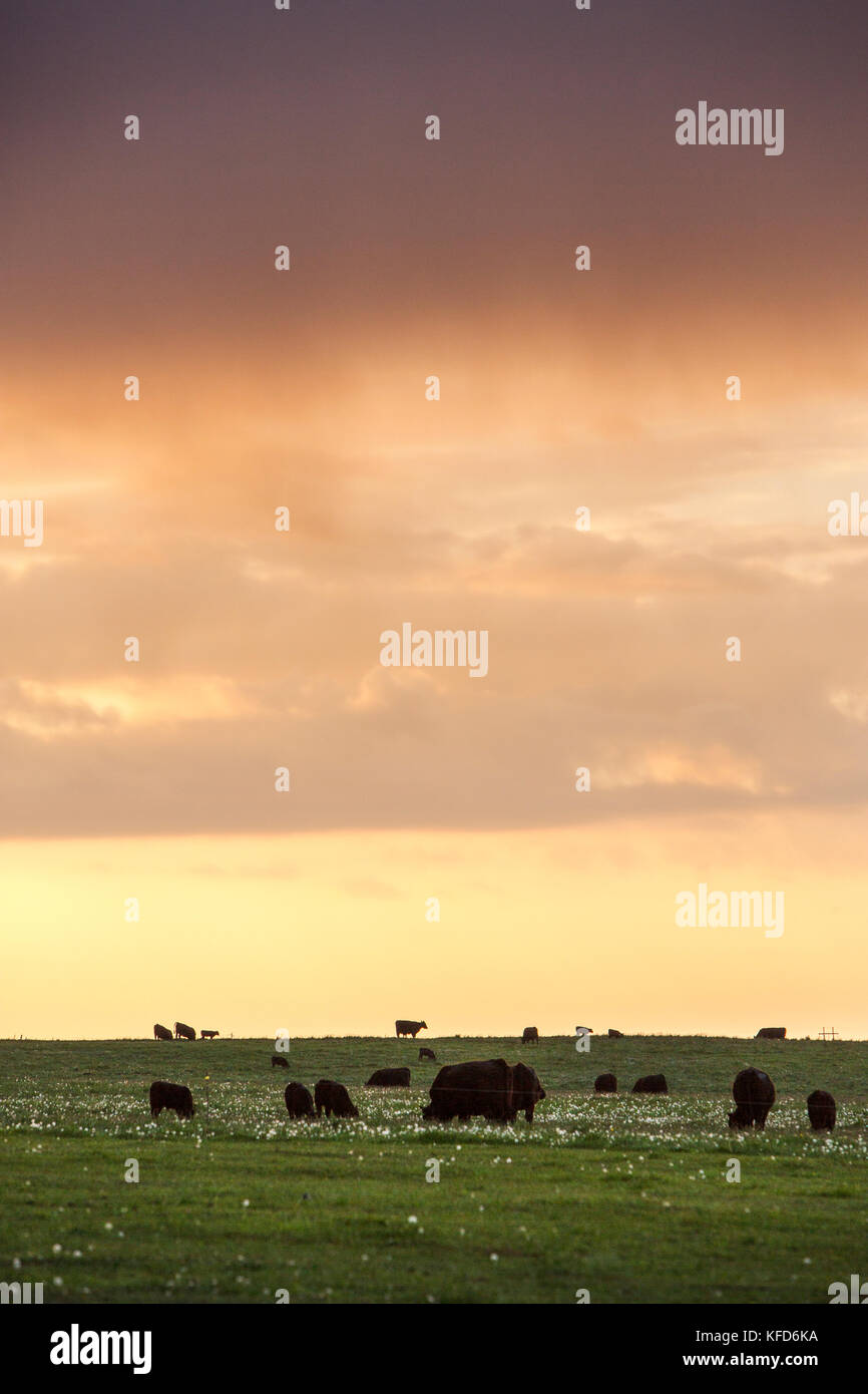 USA, Oregon, Enterprise, cows graze at sunset in the fields of a farm ...