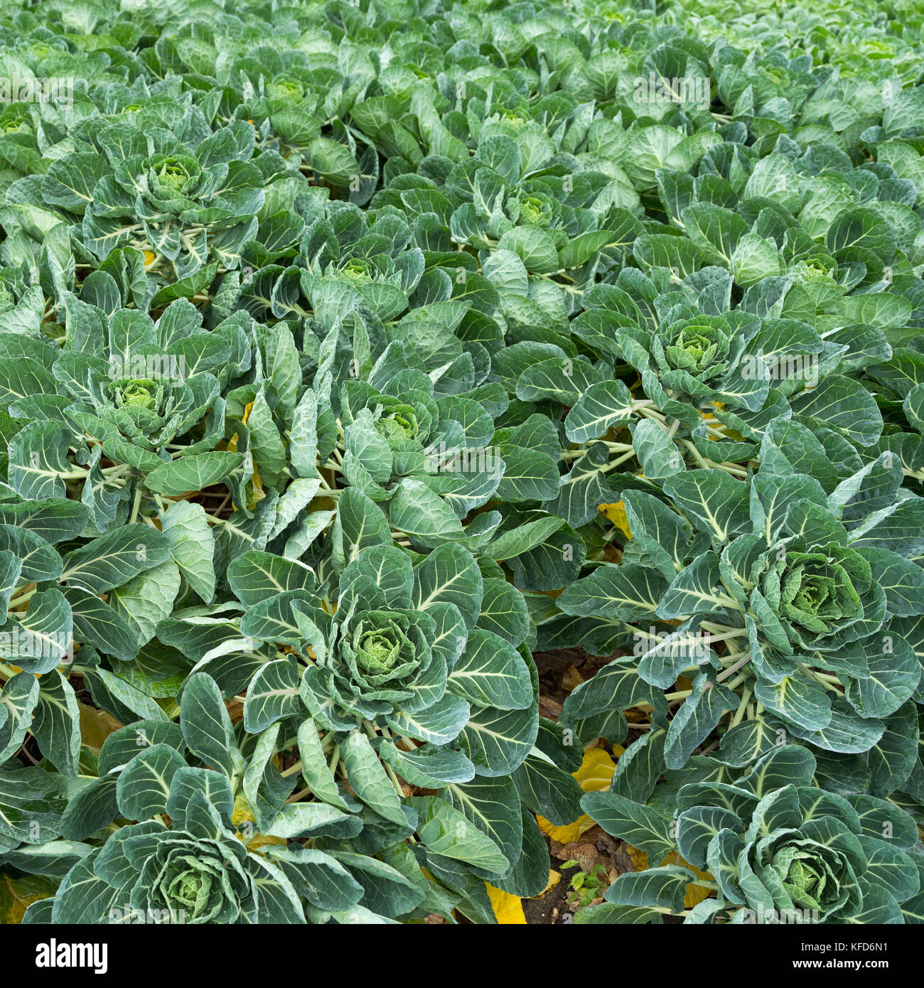 brussel sprout field in the netherlands Stock Photo - Alamy