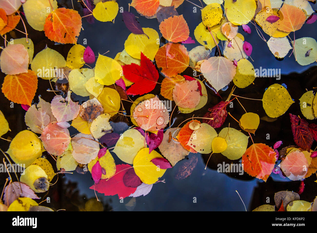 Leaves begin change colors hi-res stock photography and images - Alamy