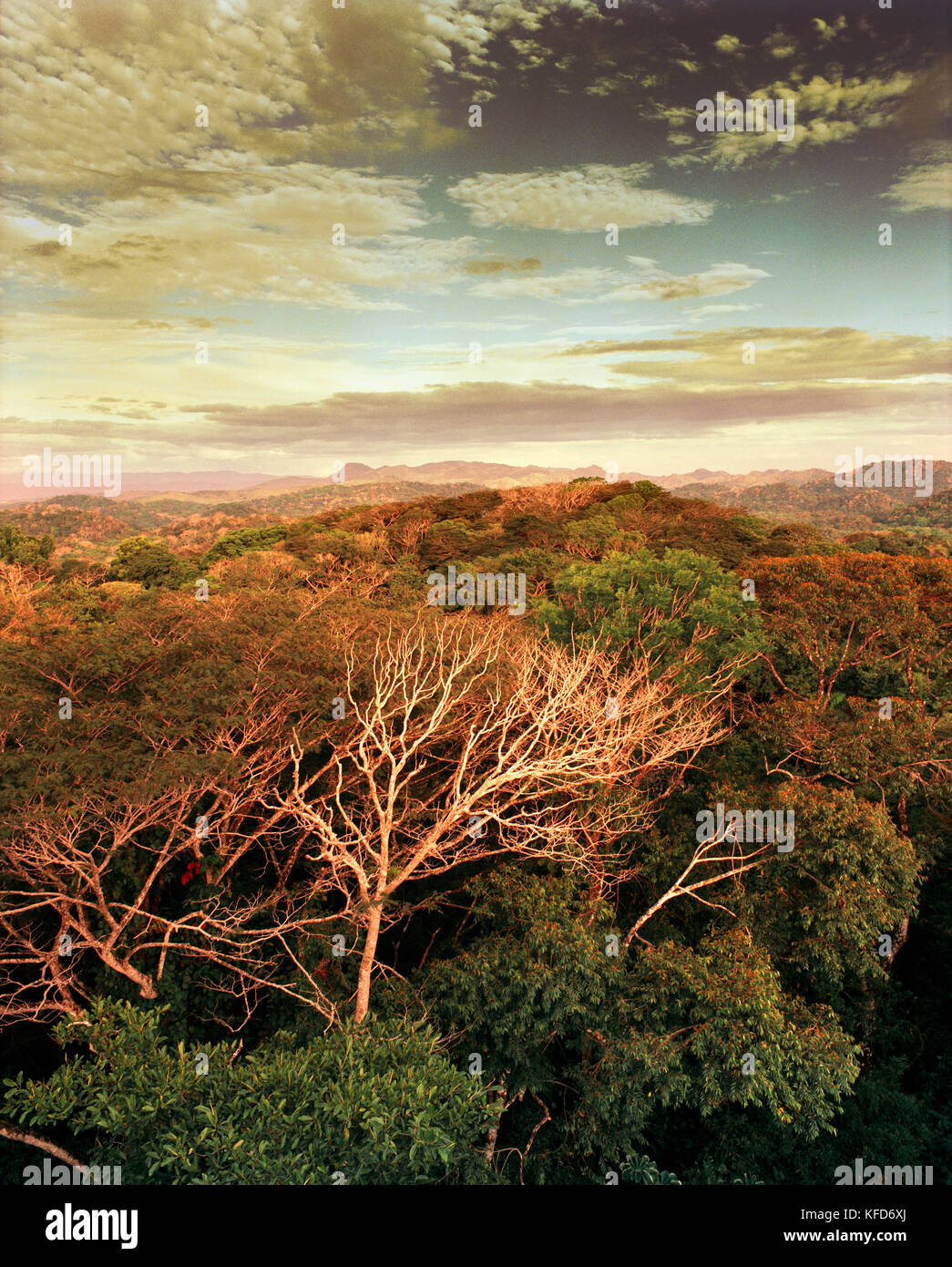 PANAMA, Panama City, Gamboa, the rainforest view from the top of the ...
