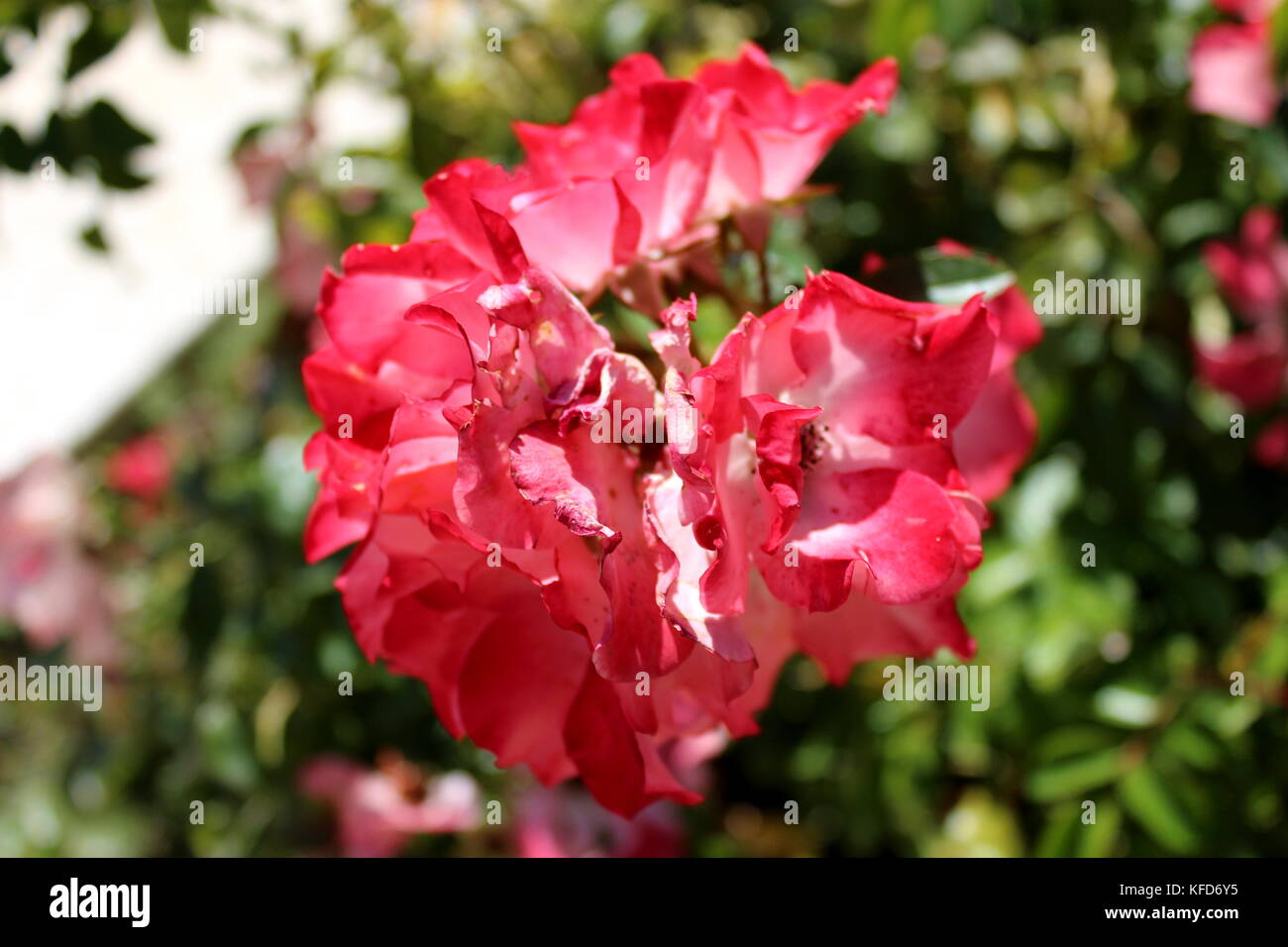 Rose like flower hi-res stock photography and images - Alamy