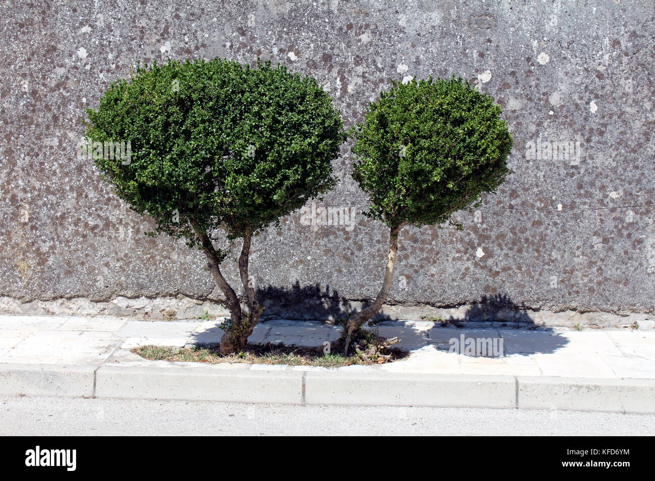 Two small trees growing from small patch of land inside stone sidewalk ...