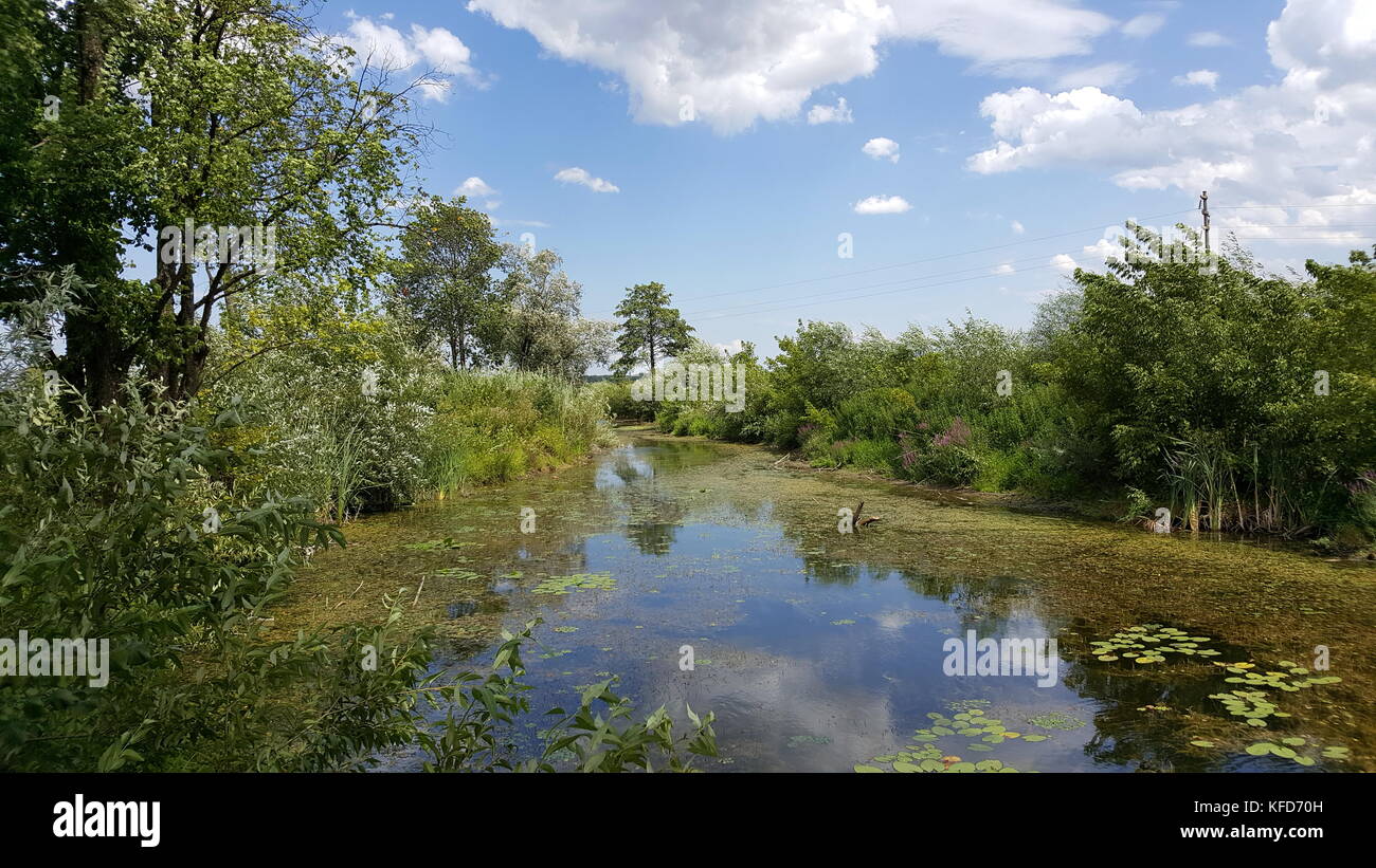 River swamp full of blooming vegetation, trees, grass, flowers and calm ...