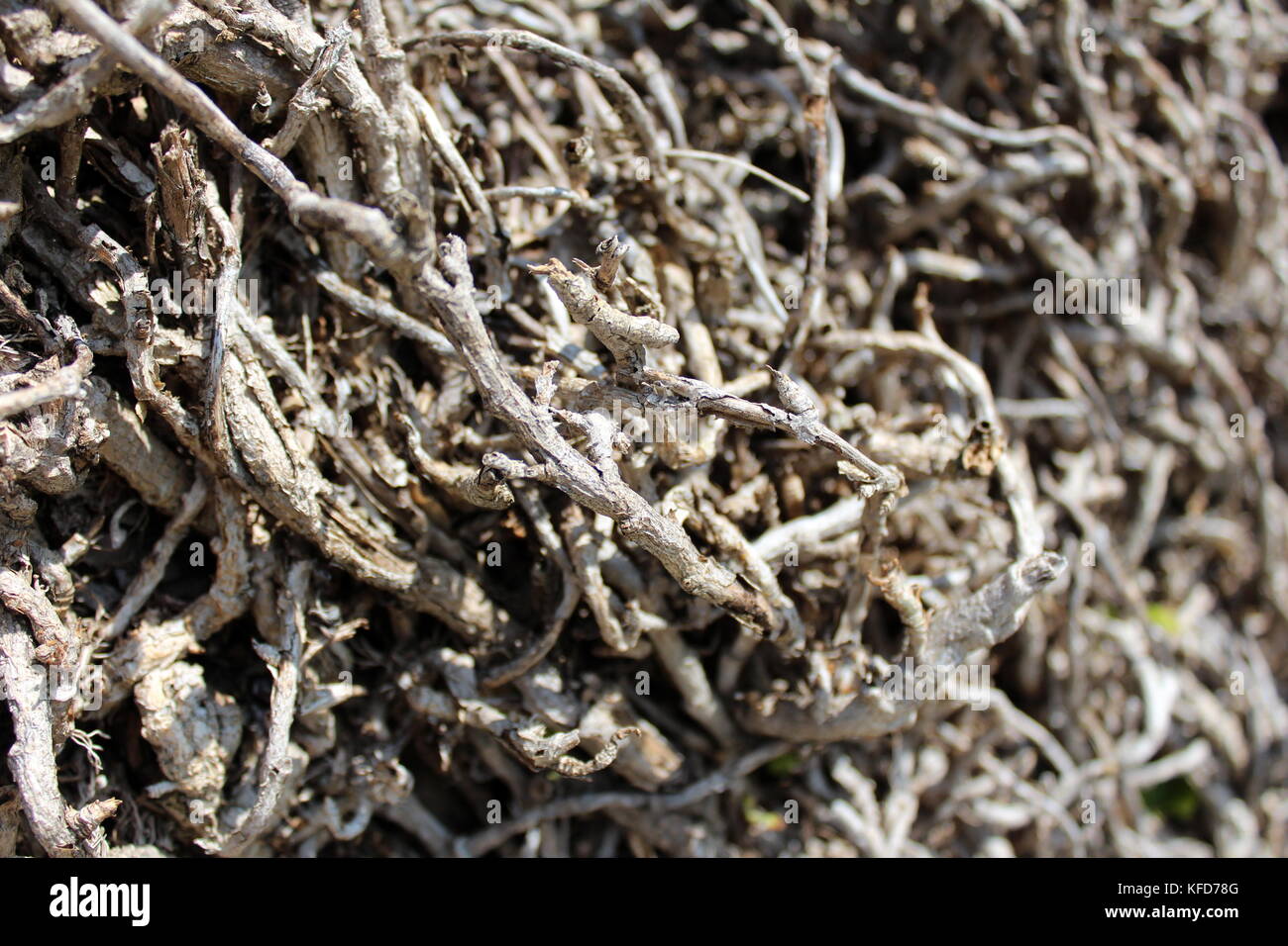Closeup of dry tangled dead tree roots on single pile and sunny day ...