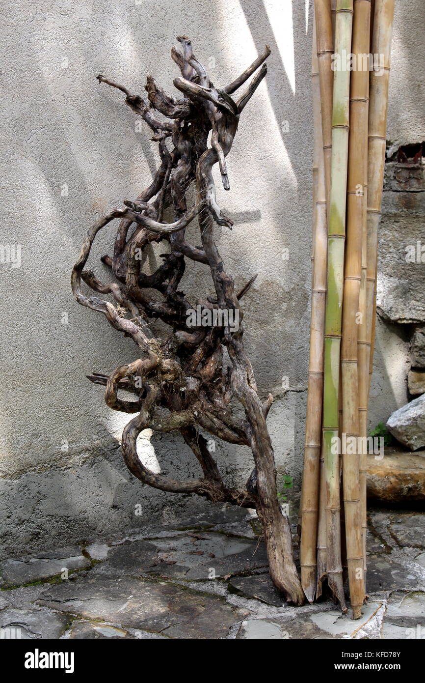 Bamboo tree roots hi-res stock photography and images - Alamy