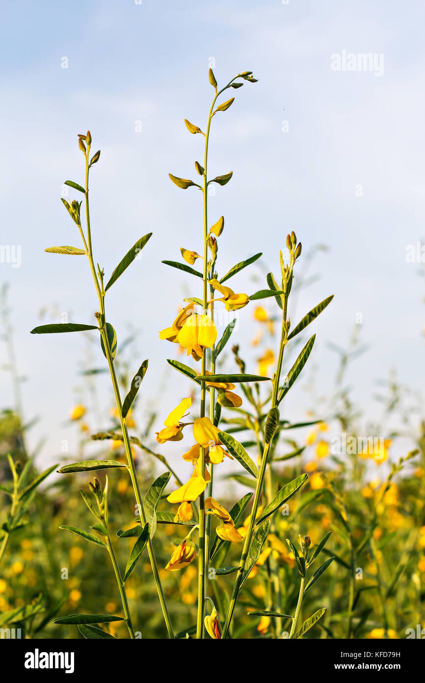 Sunn hemp (Crotalaria juncea) in sunny day Stock Photo - Alamy