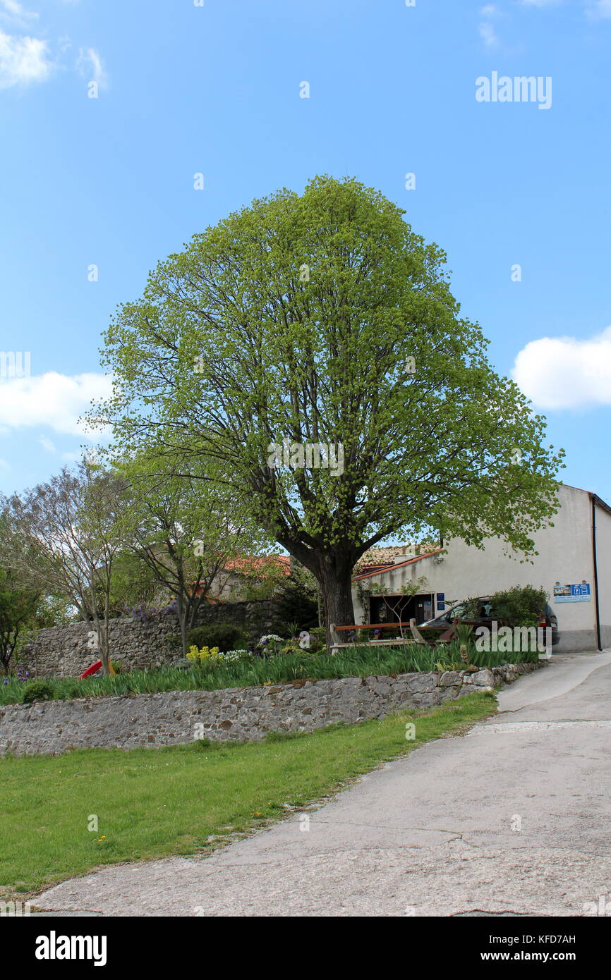Large old tree in front of house and in small garden with grass area ...