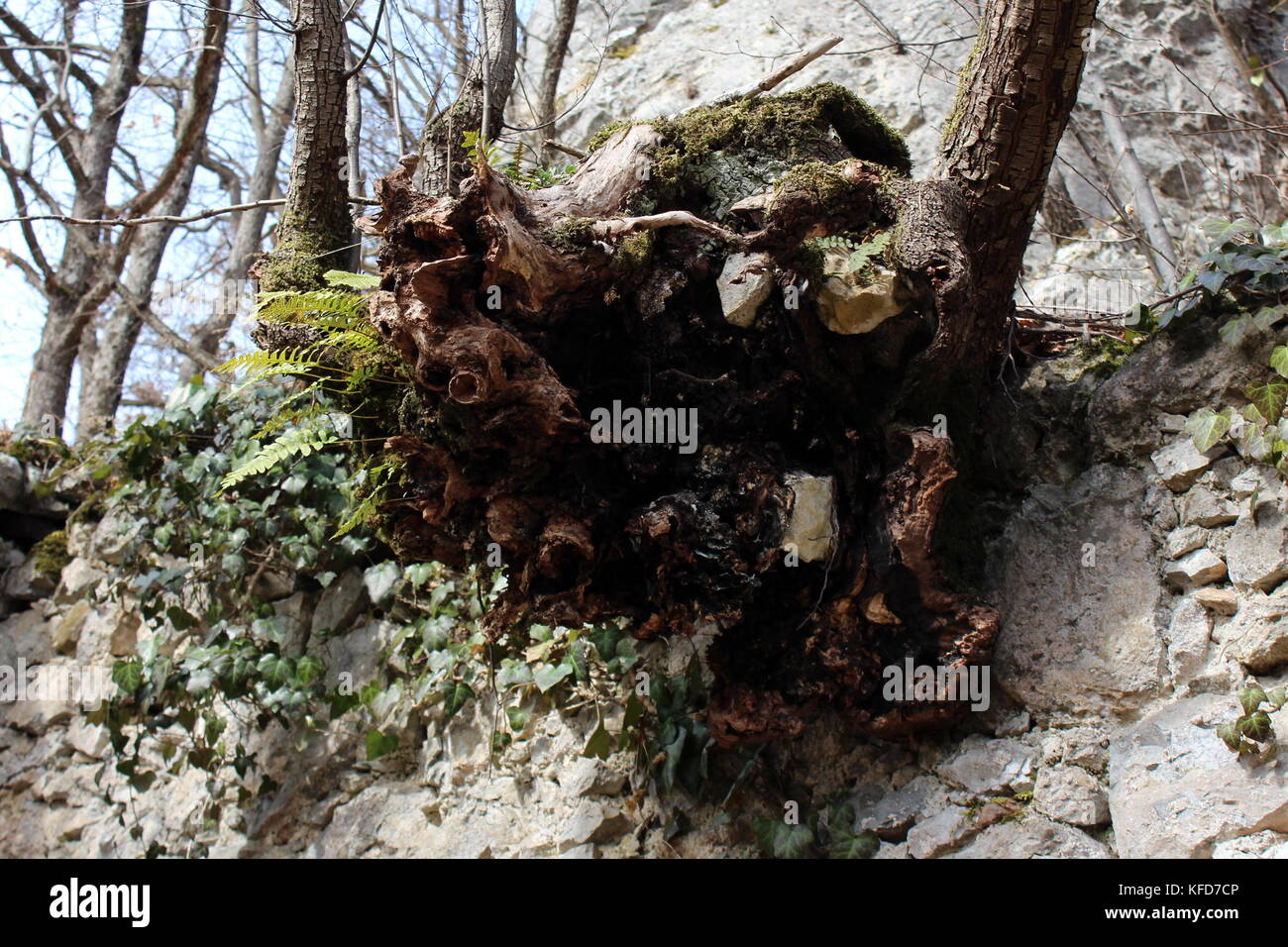 Strong large tree roots completely growing out of stone wall with two ...