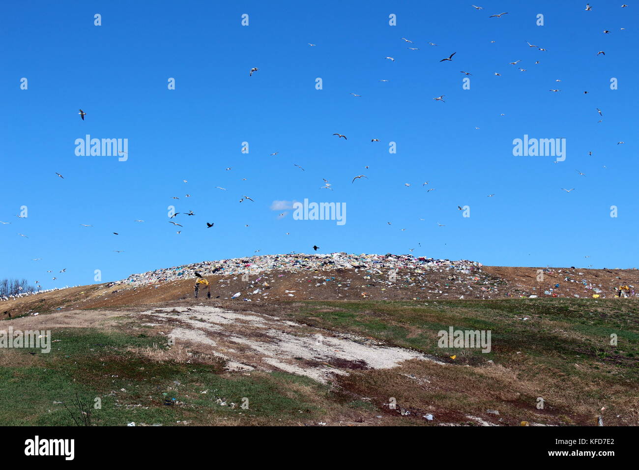 Seagulls flying in circles over large public landfill on a warm sunny ...