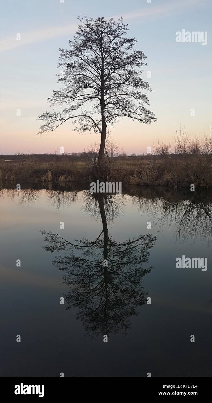 Old tall tree near the river with calm water reflection at sunset Stock ...