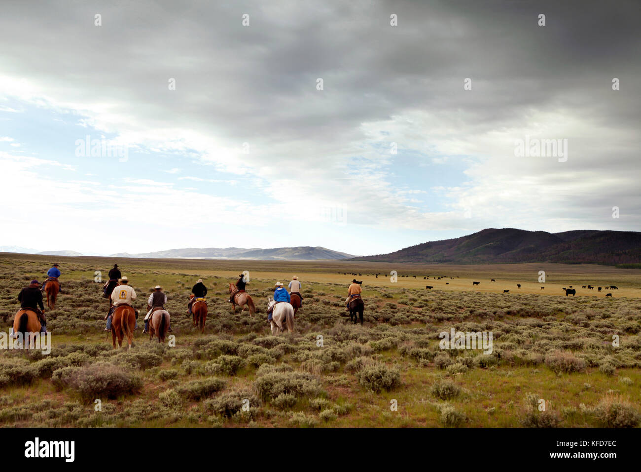 USA, Wyoming, Encampment, cowboys ride out on horseback to gather ...