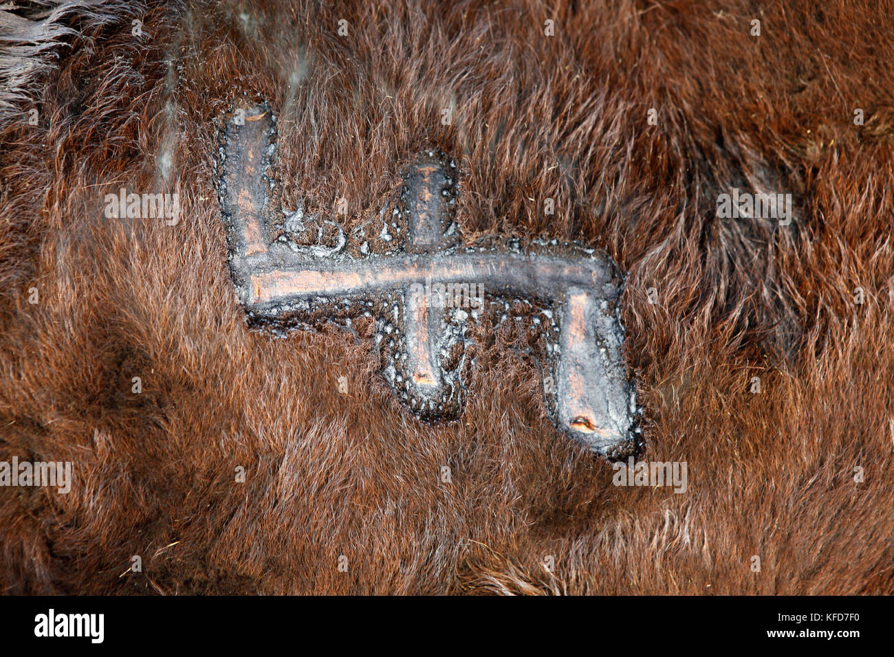 Branded cow hi-res stock photography and images - Alamy