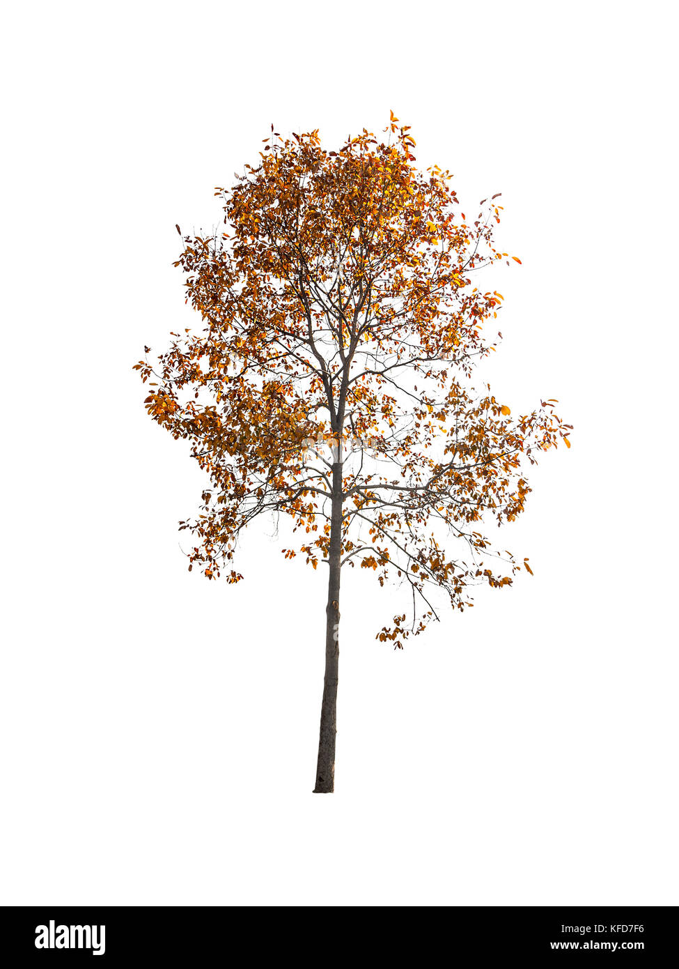 A big tree isolated on white background Stock Photo - Alamy