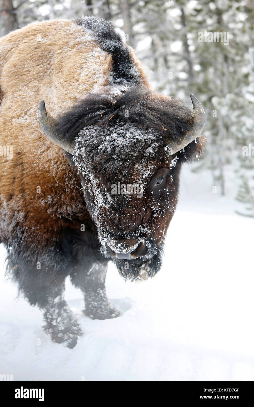 USA, Wyoming, Yellowstone National Park, a frost covered bison stands ...