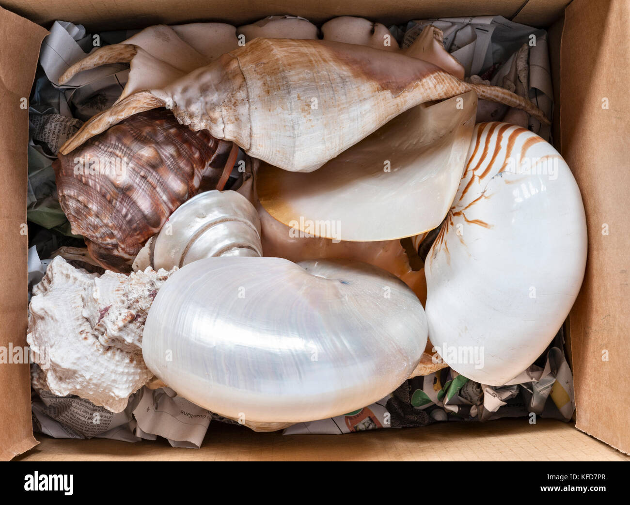 Collection of shells box hi-res stock photography and images - Alamy
