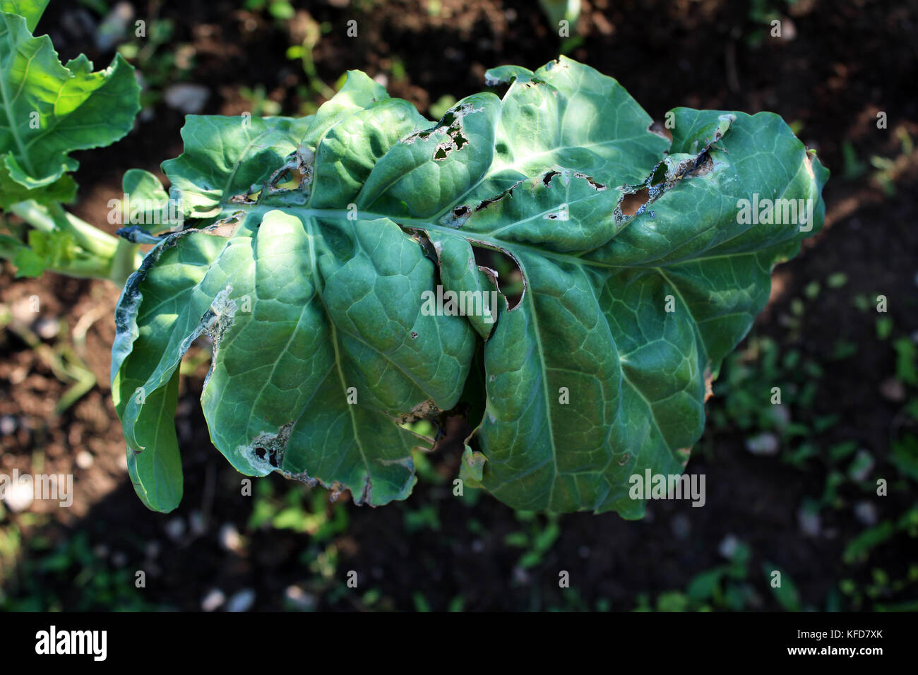 Eaten Leaves Stock Photos & Eaten Leaves Stock Images - Alamy