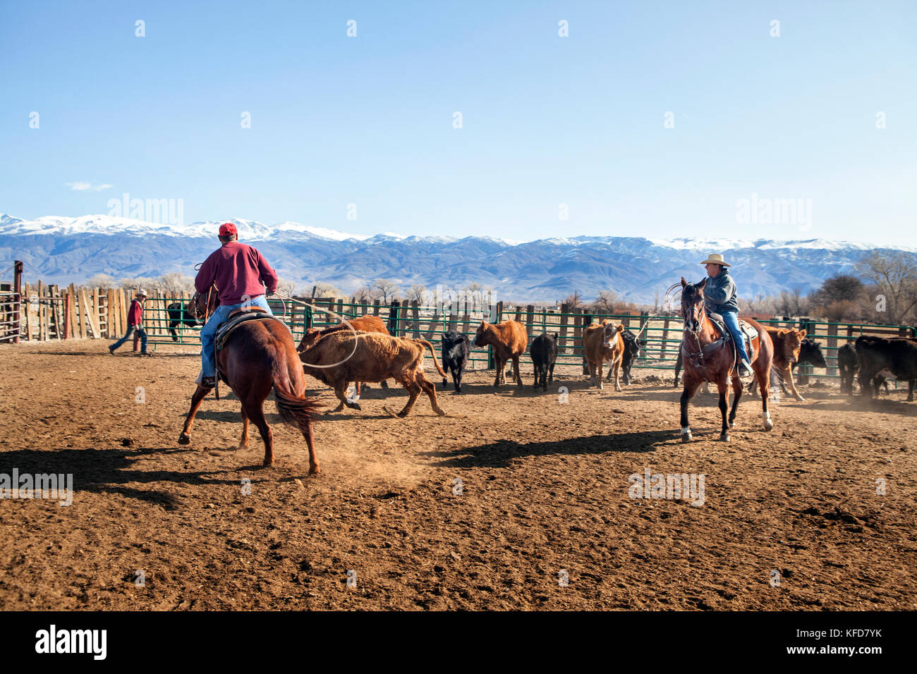 Cowboys horses ranch cattle lasso hi-res stock photography and images ...