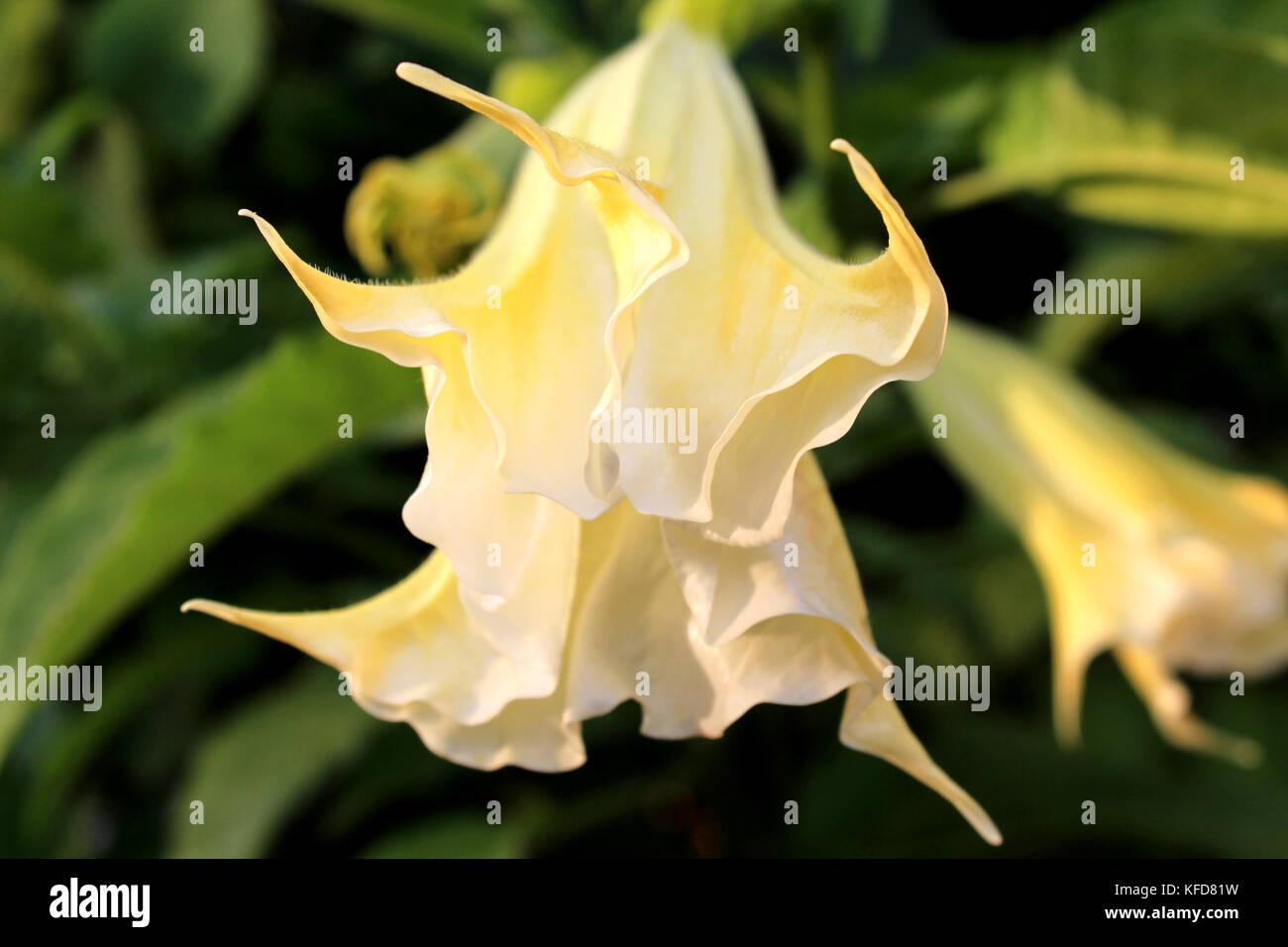 Yellow Angels Trumpet flower (Brugmansia arborea) fully blooming and ...