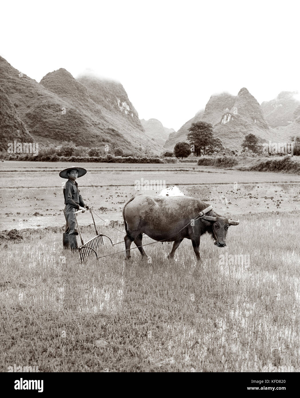 CHINA, Guilin, portrait of a farmer ploughing field with his water ...