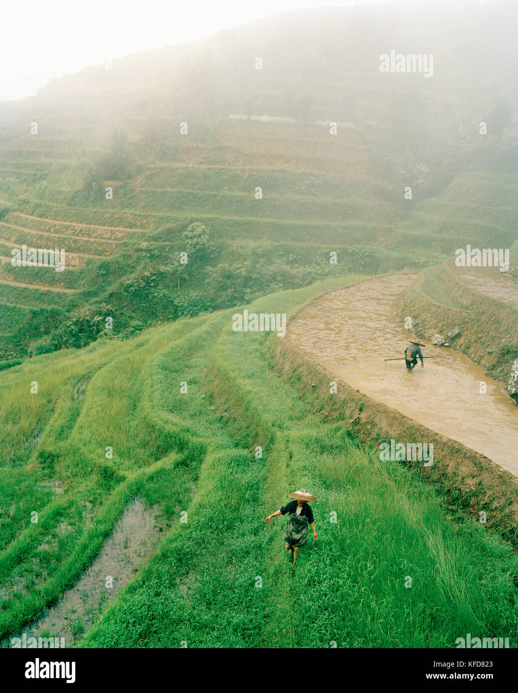 CHINA, Longsheng, elevated view of farmers working the Dragon Backbone ...