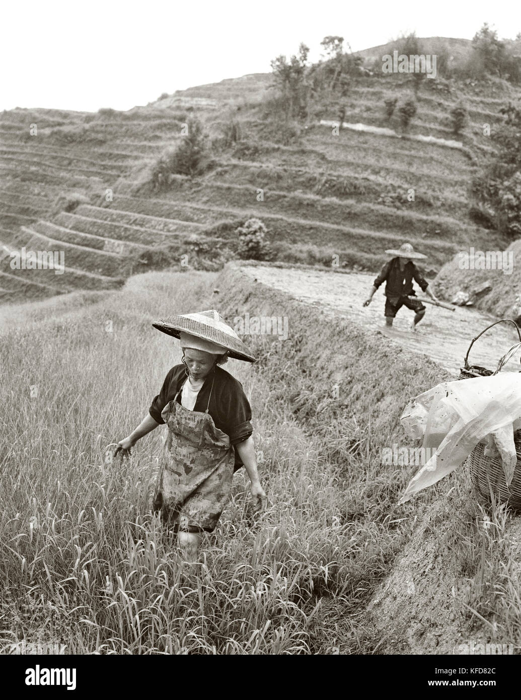 CHINA, Longsheng, farmers working the Dragon Backbone Rice Terraces (B ...
