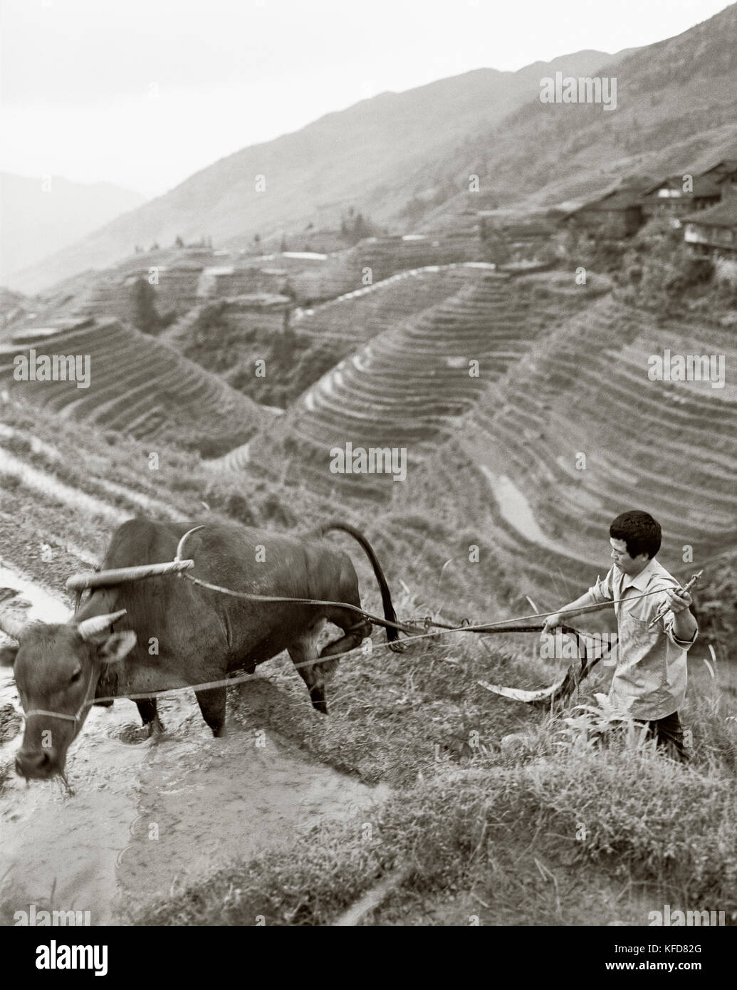 CHINA, Longsheng, farmer and water buffalo plough the Dragon Backbone ...