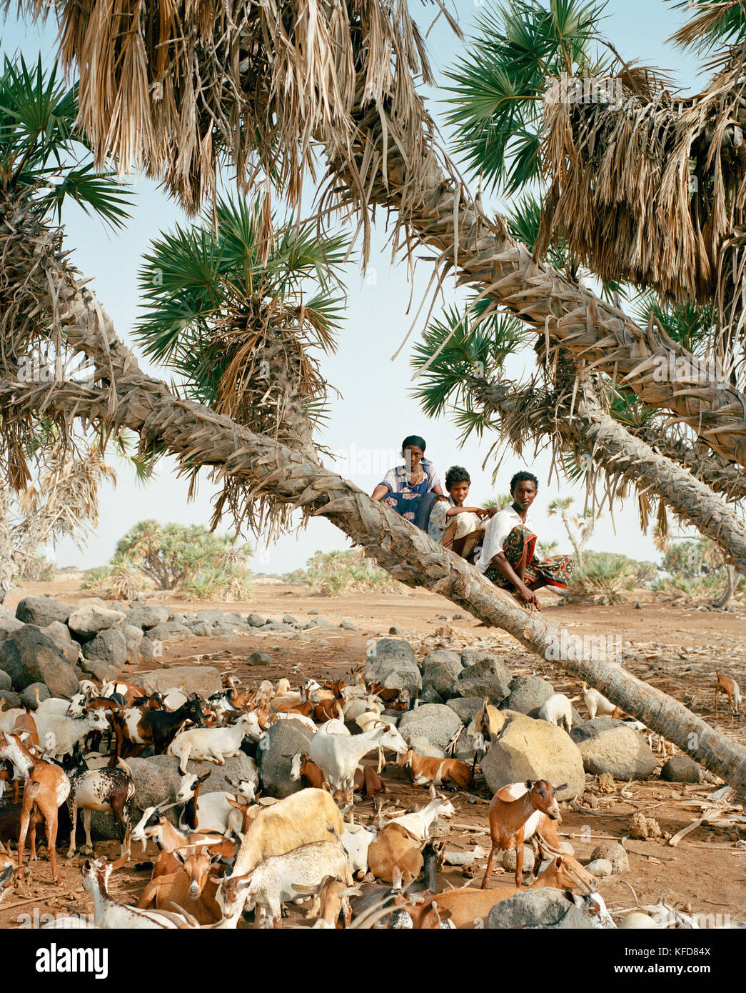 ERITREA, Beilul, Afar kids tend to their livestock in Dad Village Stock ...
