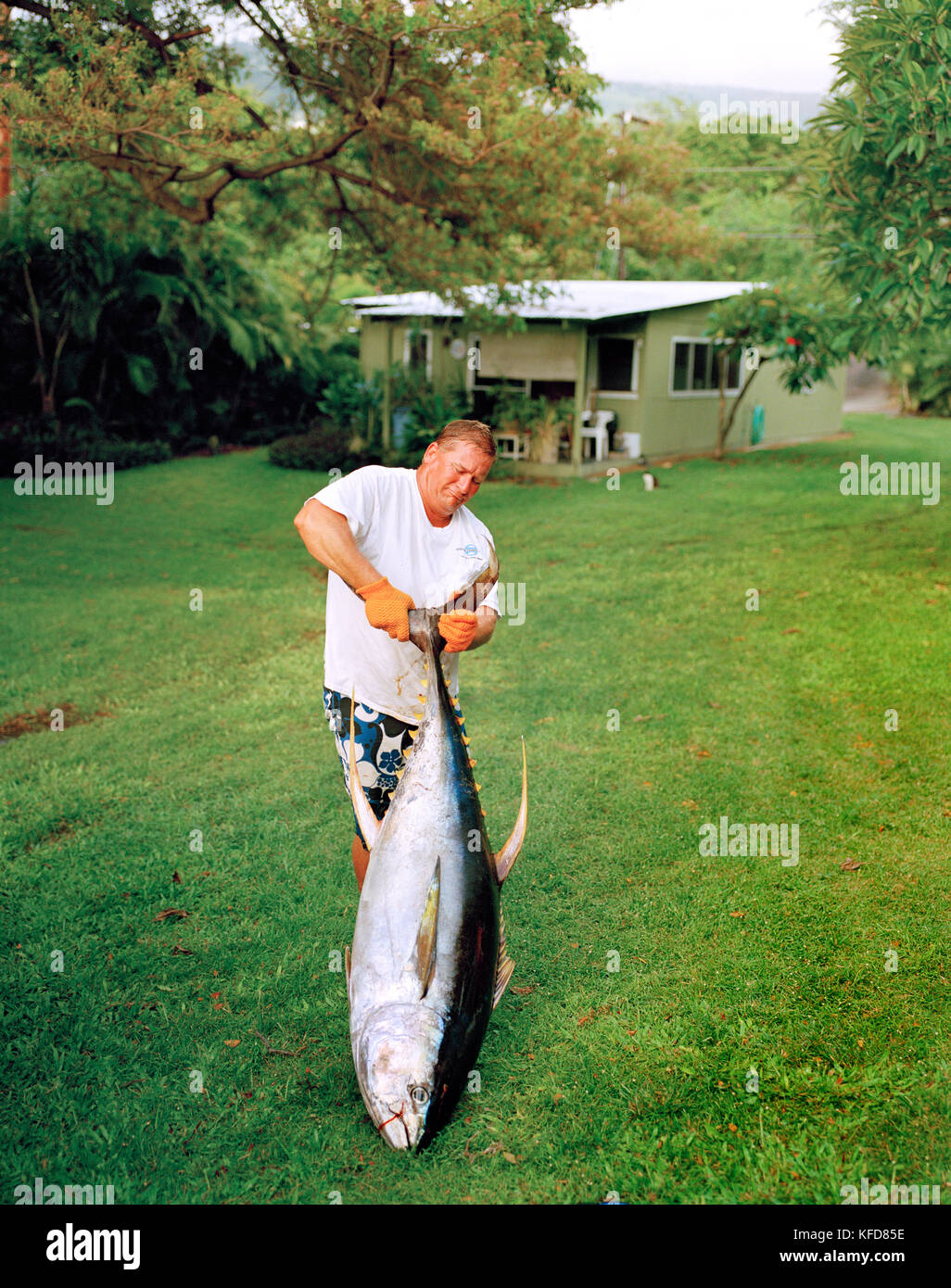 USA, Hawaii, The Big Island, a man lifts a large yellowfin tuna at his ...