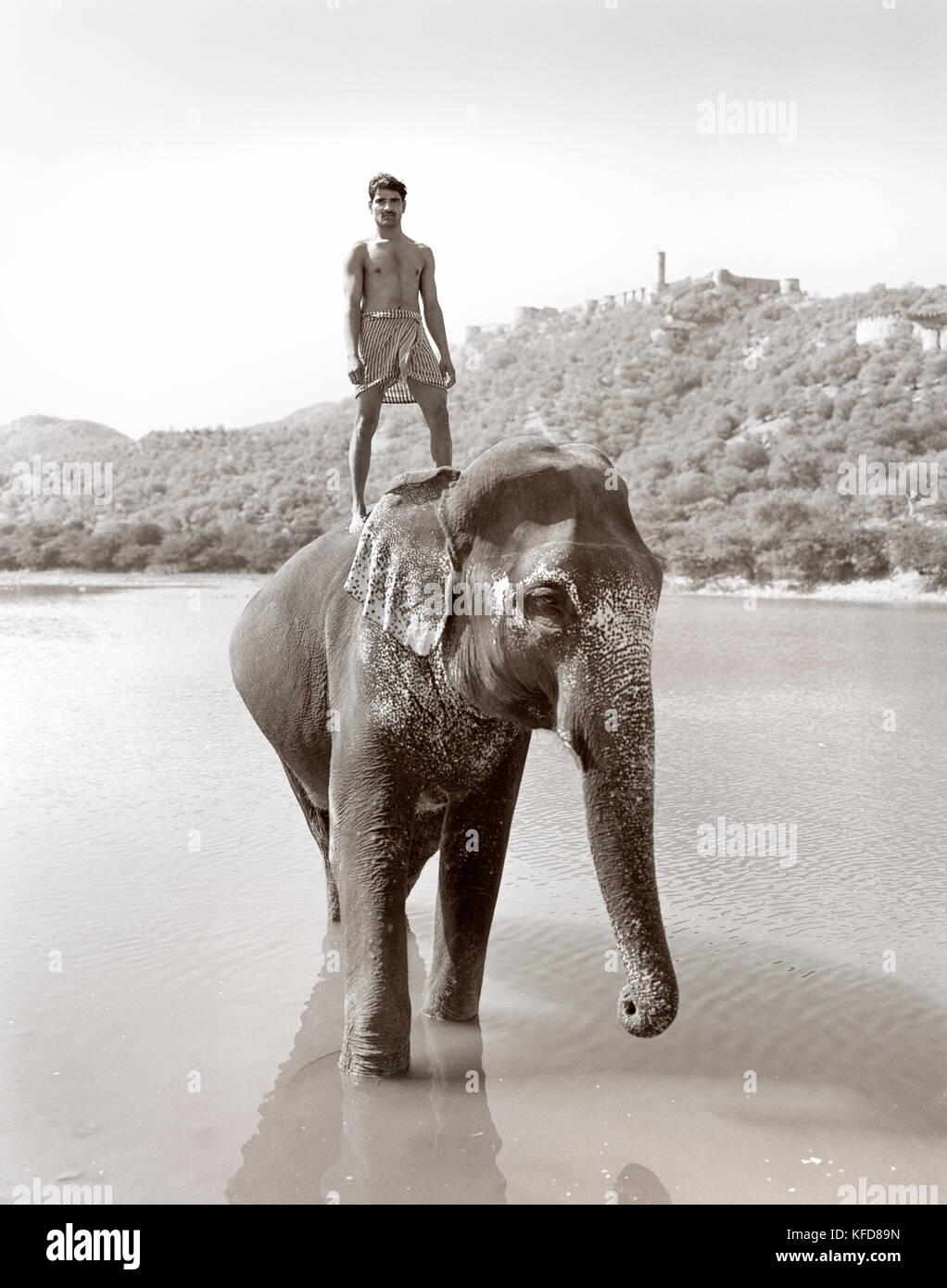 INDIA, Jaipur, man on elephants back in river in front of the Amber ...