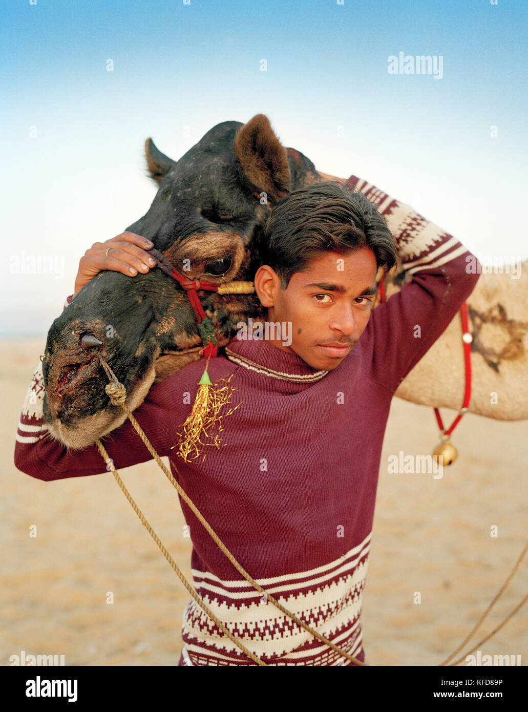 INDIA, Rajasthan, camel cart driver with his camel, Pushkar Camel Fair ...