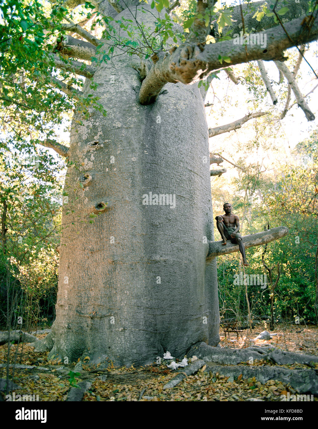 MADAGASCAR, shirtless man sitting In 1900 year old baobab tree, Marombo ...