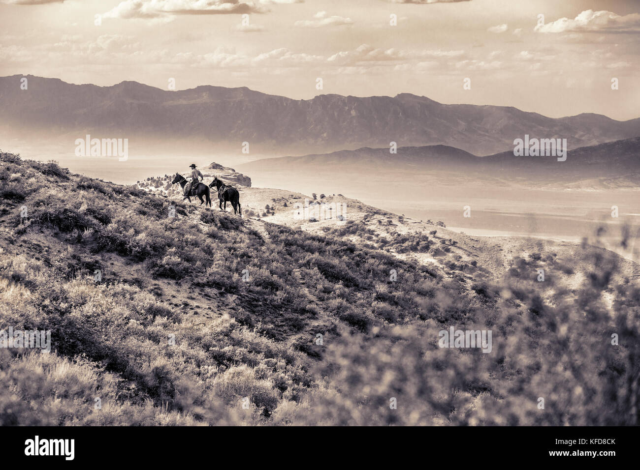 USA, Nevada, Wells, cowboy and wrangler Clay Nannini rides around the ...