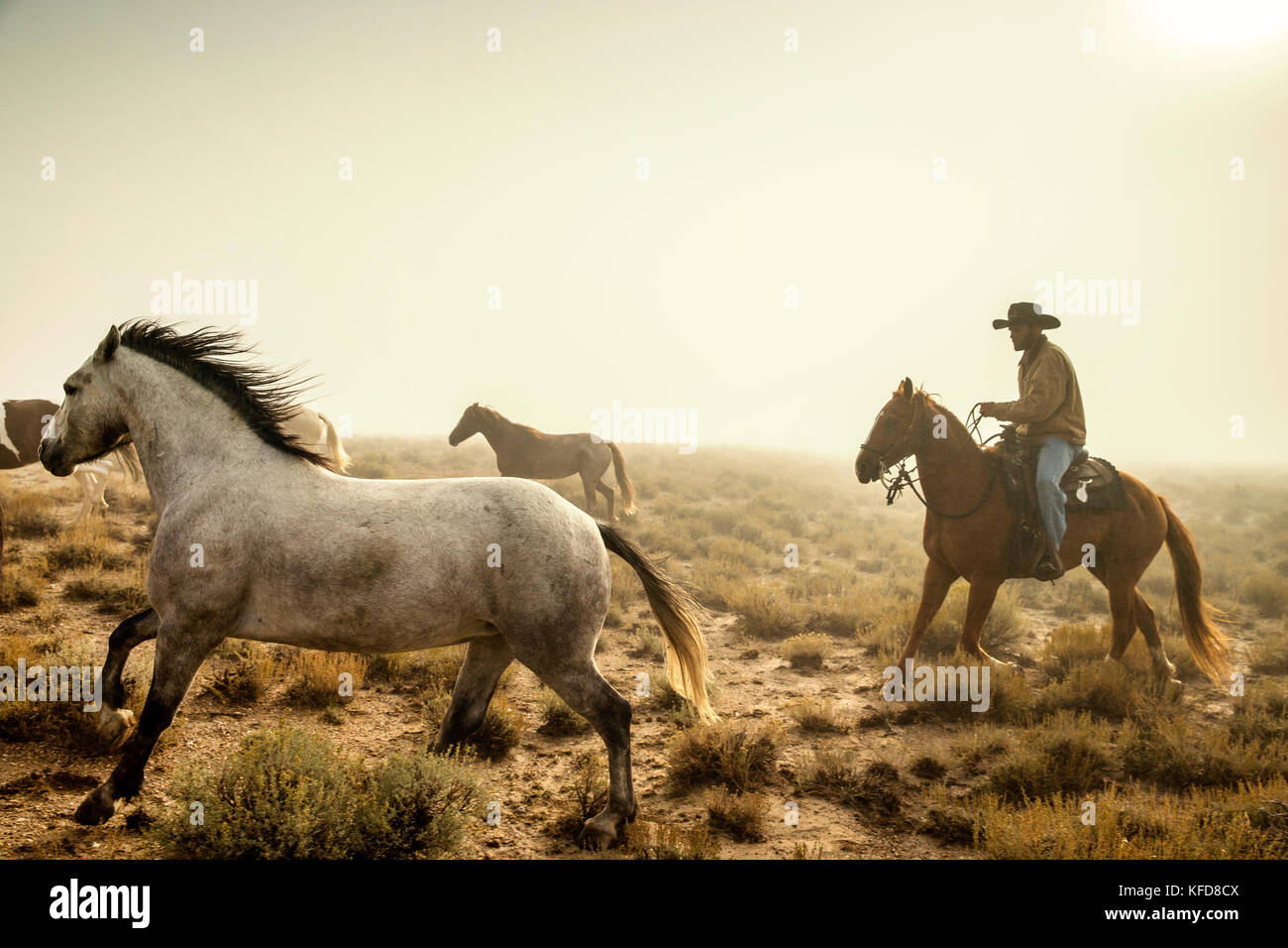 USA, Nevada, Wells, cowboy and wrangler Clay Nannini out early herding ...