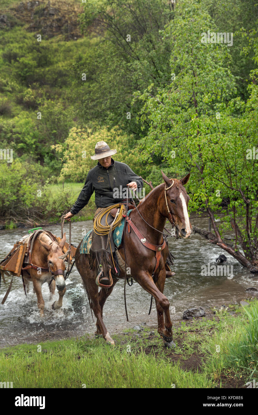 Two Horses Two Sheep High Resolution Stock Photography and Images - Alamy