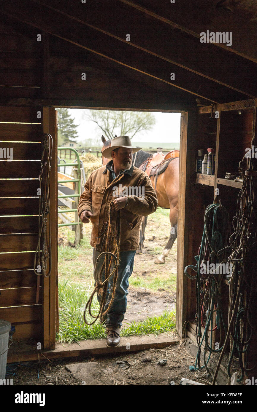 USA, Oregon, Enterprise, Cowboy Todd Nash unsaddles his horses at the ...